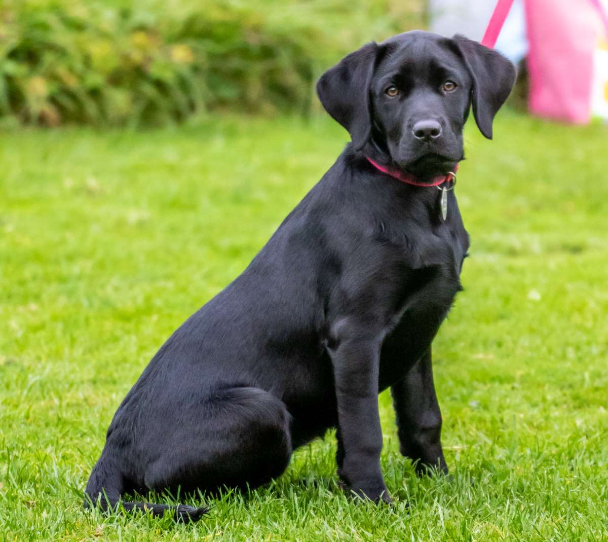 Contact Nosy Dog Dog And Puppy Training Classes In Carlisle Cumbria